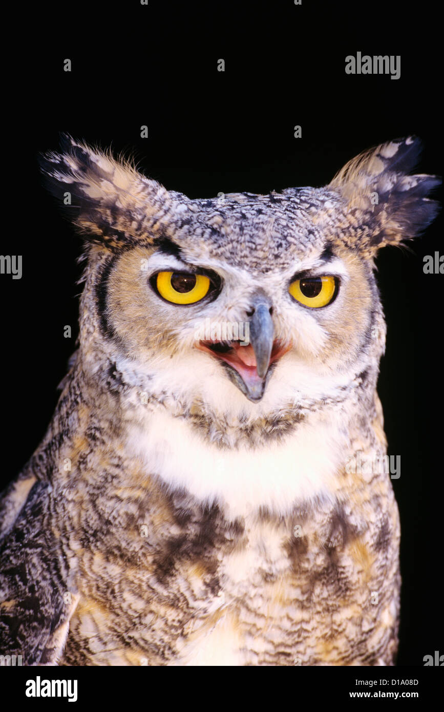 Great Horned Owl (Bubo Virginianus), Closeup Portrait Stock Photo - Alamy