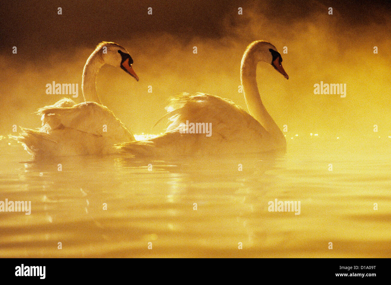 Pair Of African Swans Swimming In Misty Waters, Soft Yellow Lighting ...