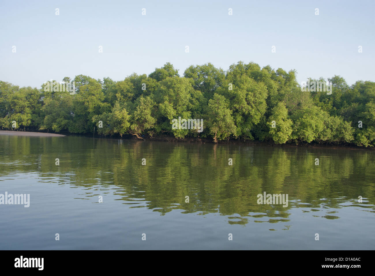 Estuary mangroves hi-res stock photography and images - Alamy
