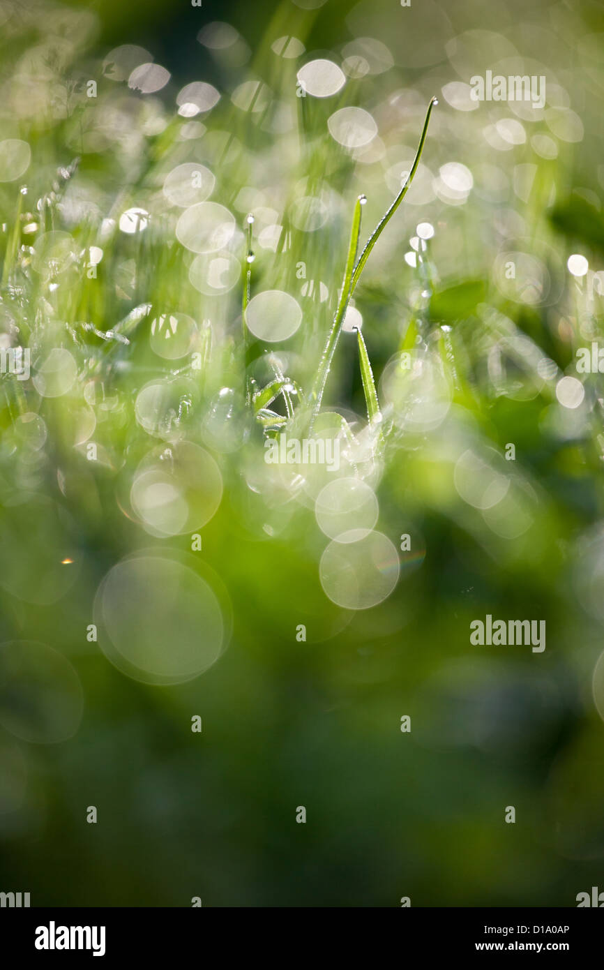lovely morning dew Stock Photo - Alamy