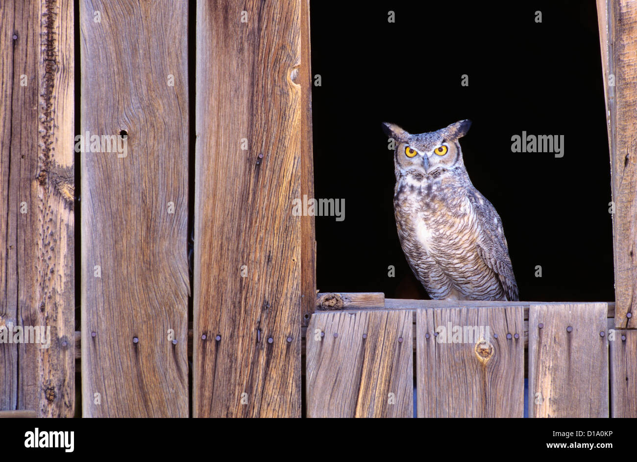 Great Horned Owl (Bubo Virginianus) In Barn Window Stock Photo - Alamy