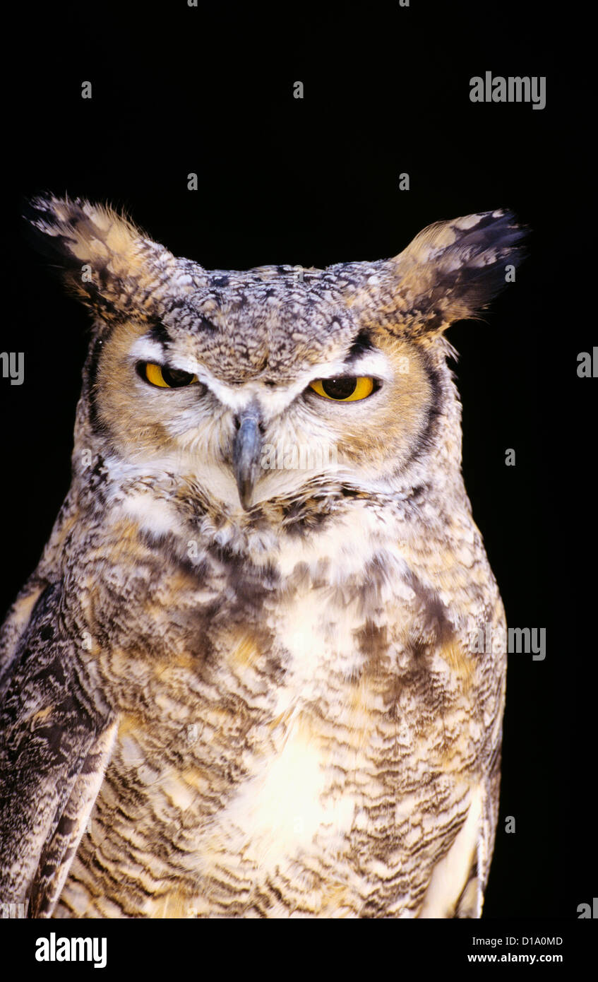 Great Horned Owl (Bubo Virginianus) Portrait Stock Photo - Alamy