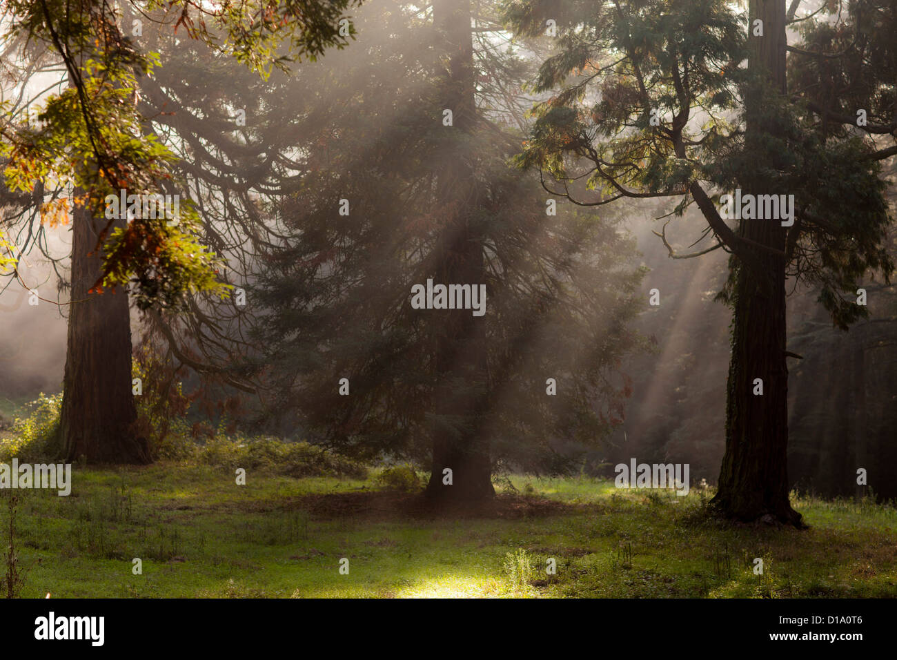 Italy, Tuscany,Firenze,Reggello, Sammezzano castle, the park Stock ...