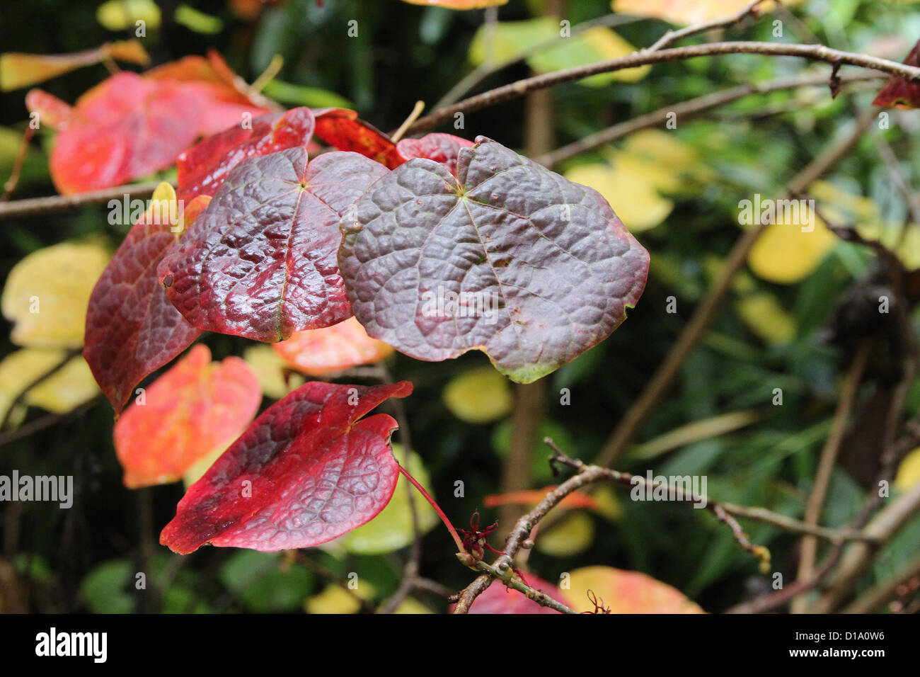 Scarlet witch hi-res stock photography and images - Alamy