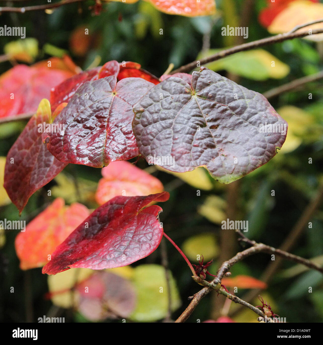 Disanthus Cercidifolius ( Redbud Hazel or Japanese Red Witchhazel ) in ...