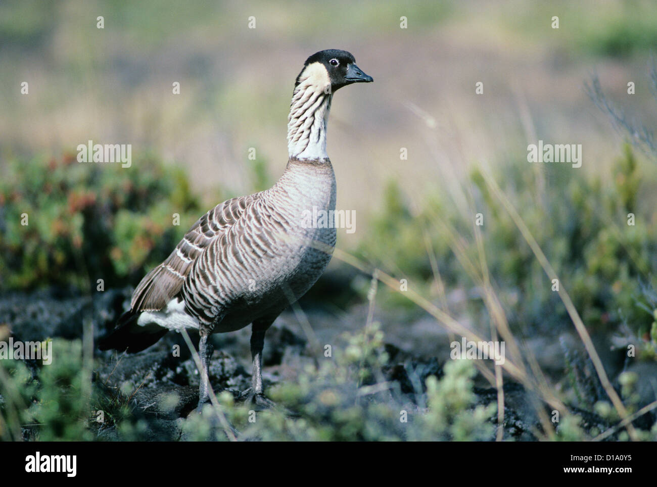 Hawaii, Nene Goose, State Bird Of Hawaii Stock Photo - Alamy