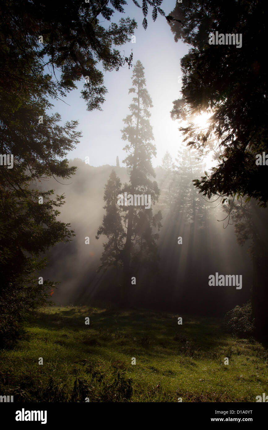 Italy, Tuscany,Firenze,Reggello, Sammezzano castle, the park Stock ...