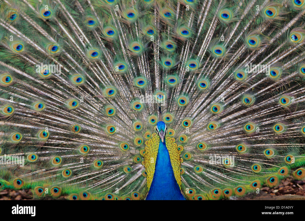 Robert peacock hi-res stock photography and images - Alamy