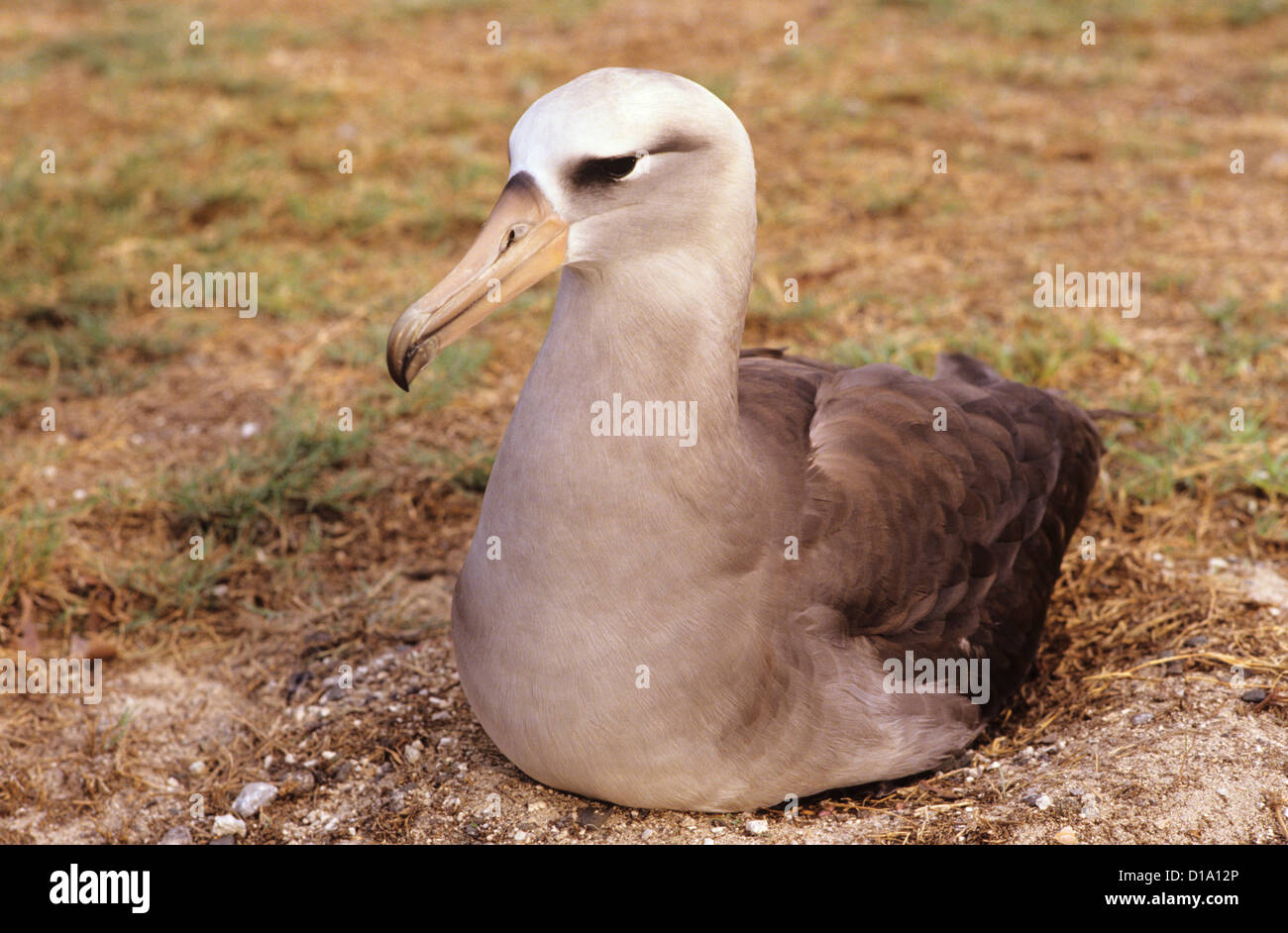 Northwest Hawaiian Islands, Midway Atoll, Hybrid Laysan/Black-Footed ...