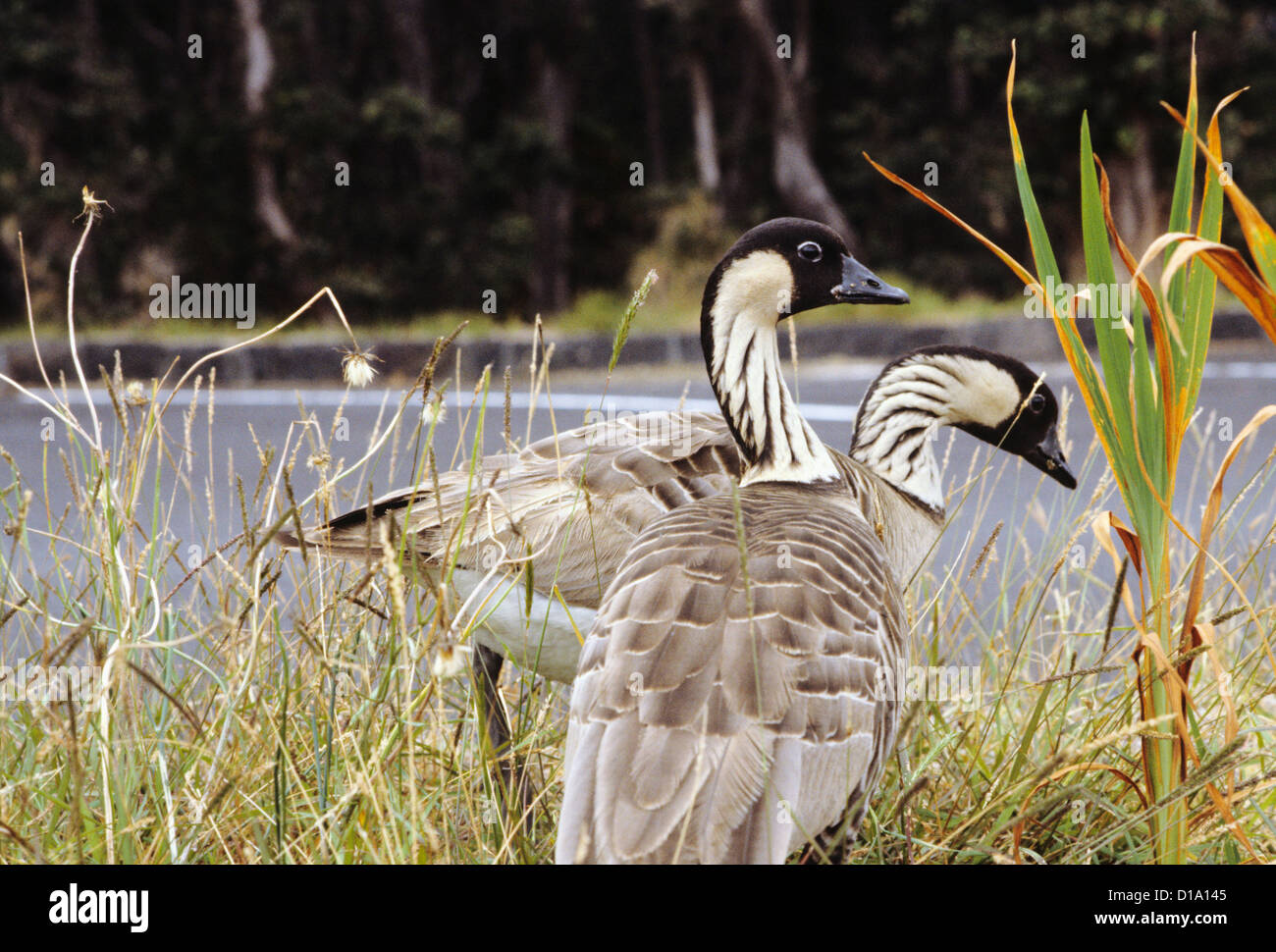 Nene goose wing hi-res stock photography and images - Alamy