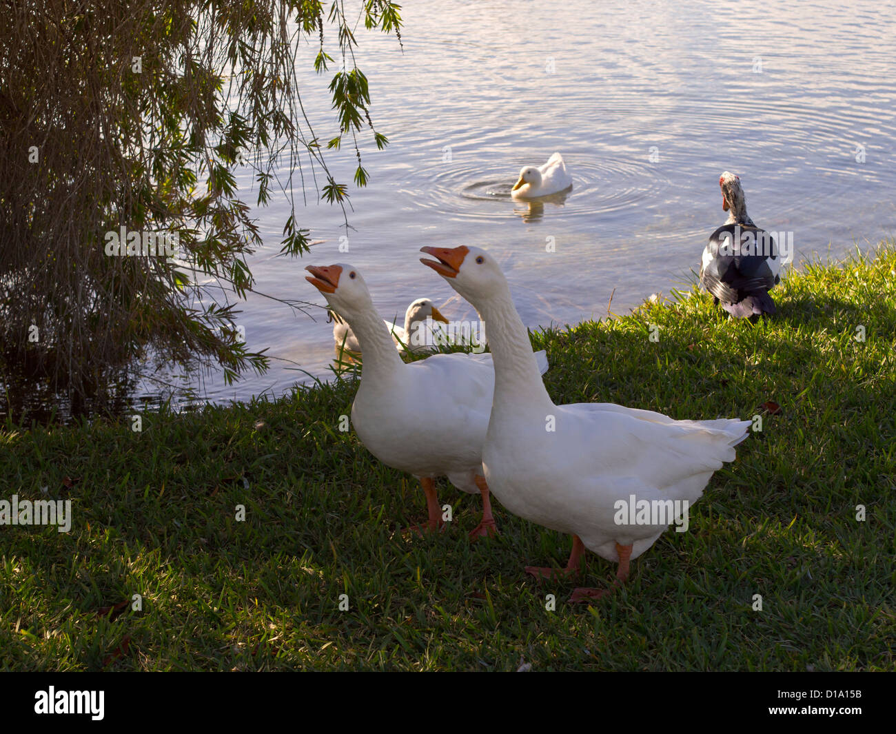 Embden Geese in the park in Melbourne Florida Stock Photo - Alamy