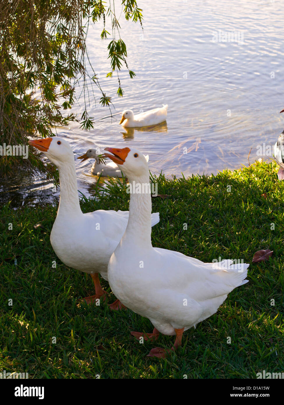 Embden geese hi-res stock photography and images - Alamy