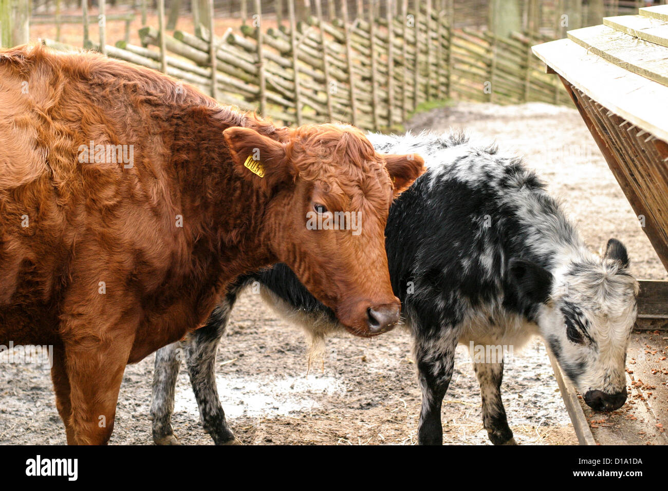 Swedish Mountain Cattle, Fjällnära ko (Bos taurus Stock Photo - Alamy