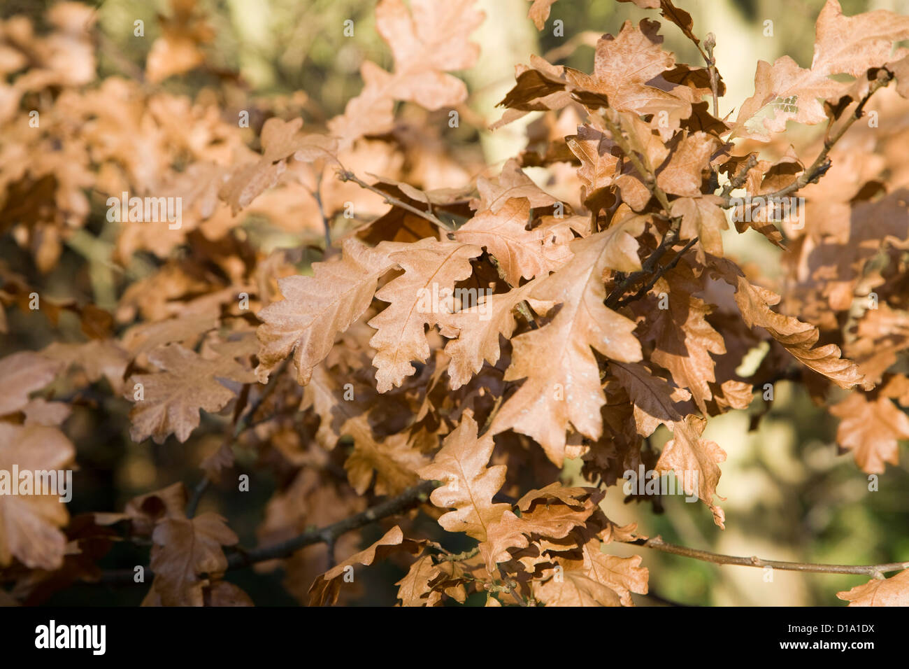Brown oak tree leaves in winter Stock Photo - Alamy