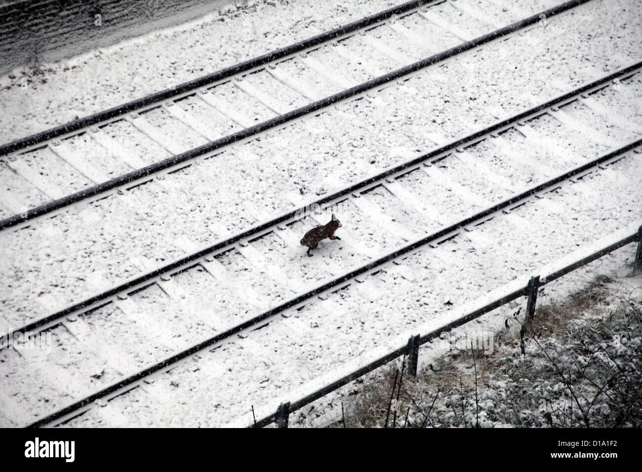 Railway fox hunting hi-res stock photography and images - Alamy