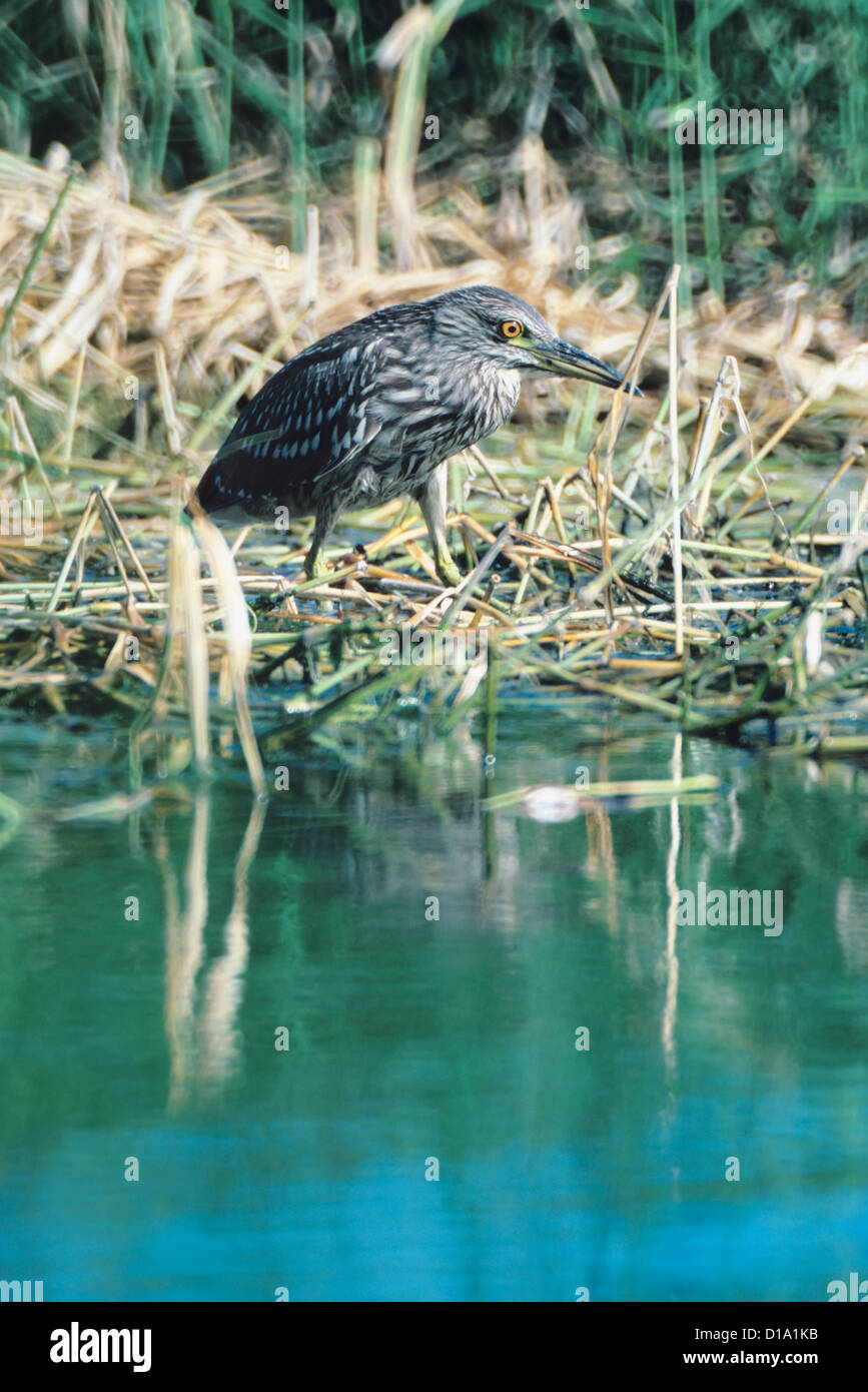 Hawaii, Black-Crowned Night Heron Or Auku'u (Nycticorax Nycticorax ...