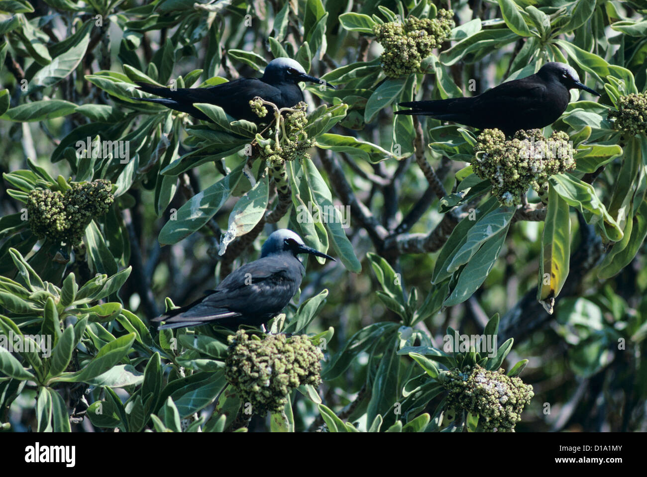 Hawaii, Tern Island, Common Brown Noddy (Noio Koha) (Anous Stolidus ...