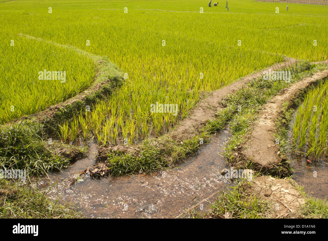 Goa rice field hi-res stock photography and images - Alamy
