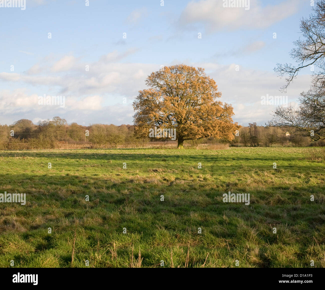 Field oak tree quercus winter oak hi-res stock photography and images ...