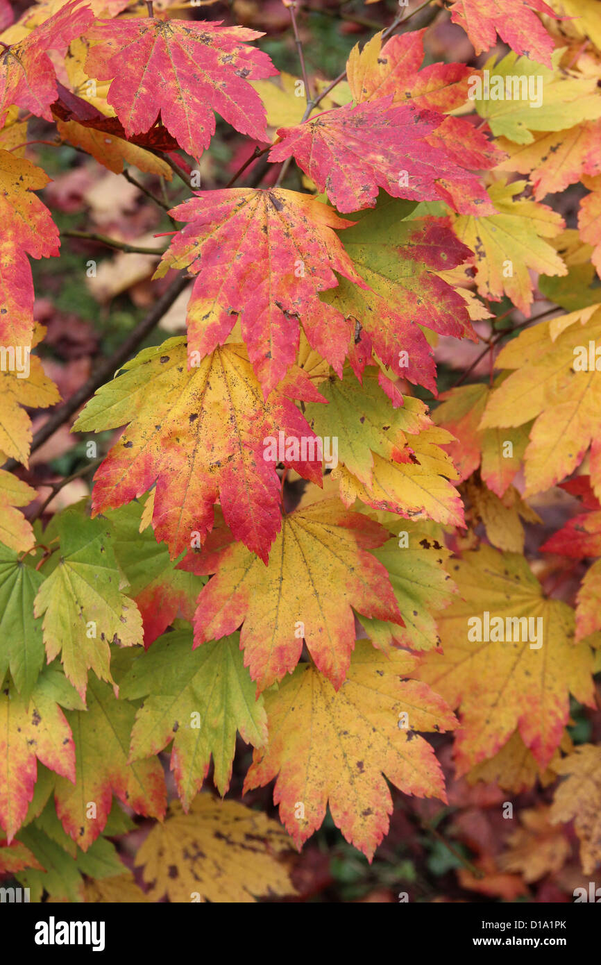 Full moon japanese maple hi-res stock photography and images - Alamy