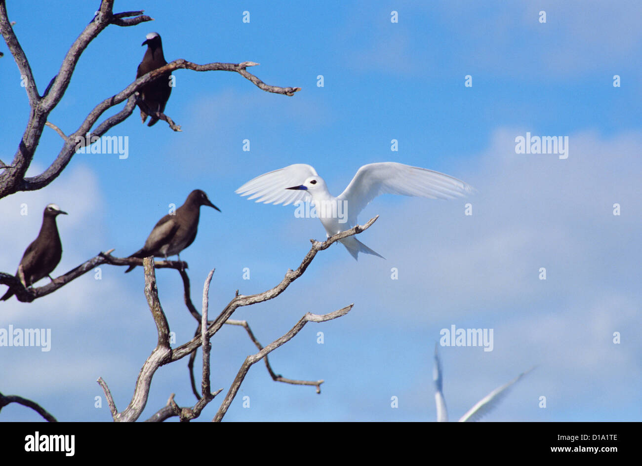 Hawaii, White Tern On Branch With Other Birds Stock Photo - Alamy