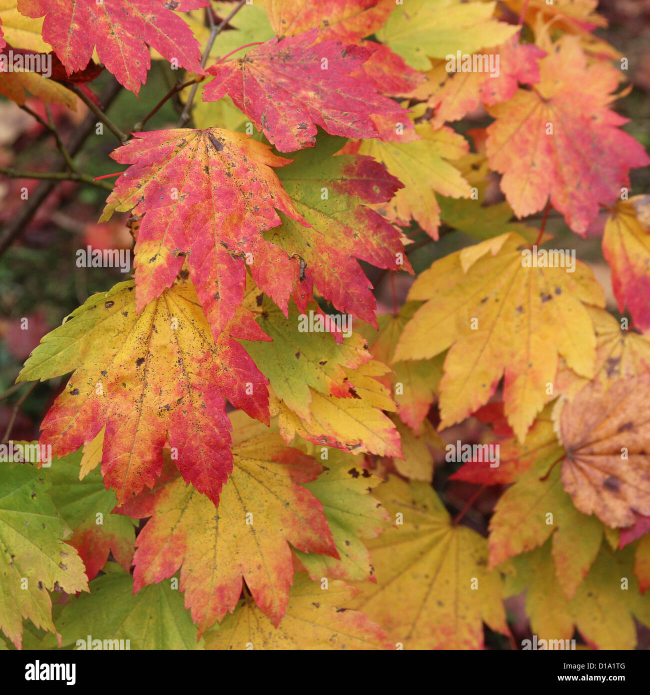 Full moon japanese maple hi-res stock photography and images - Alamy