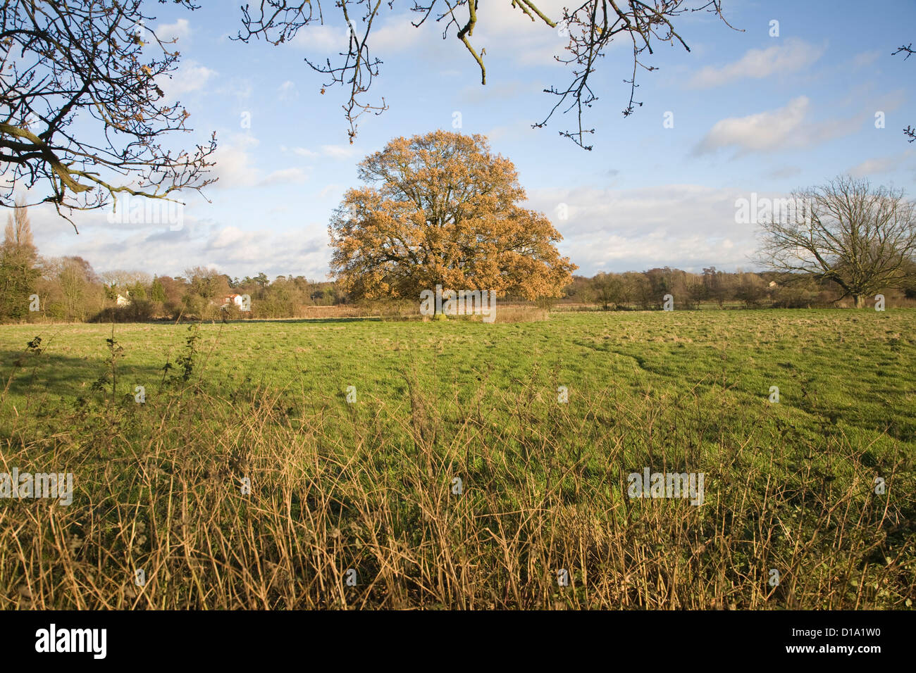 Last leaf standing hi-res stock photography and images - Alamy