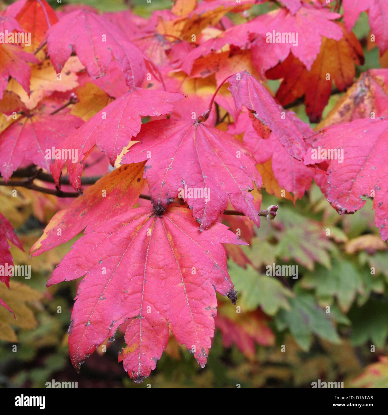 Acer japonicum ( Full Moon Maple Stock Photo - Alamy