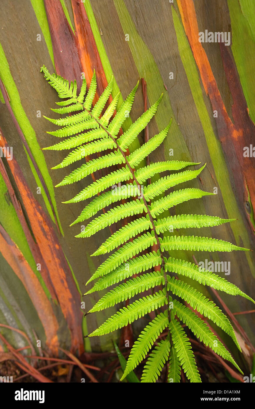 Hawaii, Maui, Hana, Fern And Rainbow Eucalyptus Tree Stock Photo - Alamy