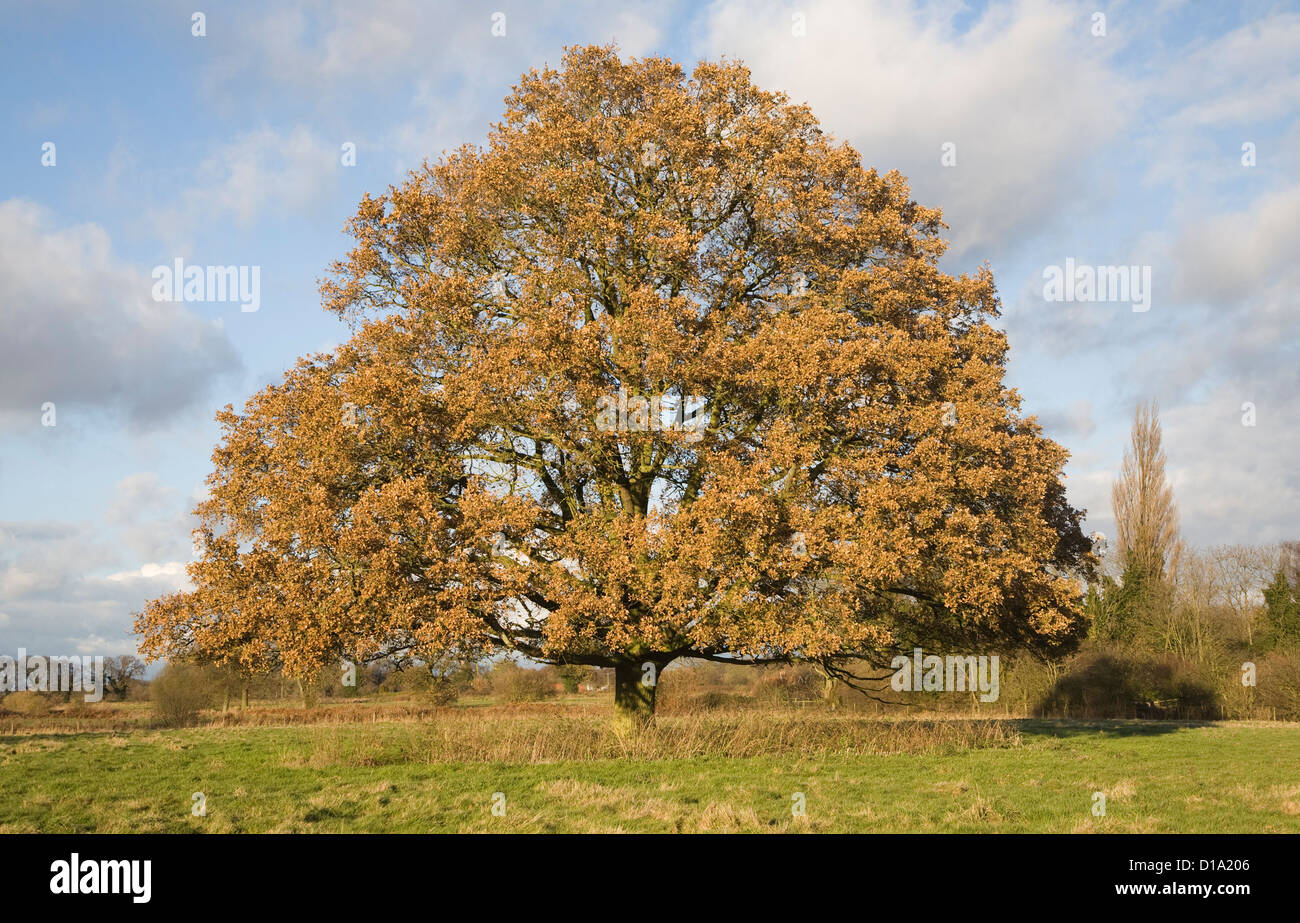 Quercus Robur oak tree brown winter leaf standing alone in field - the ...