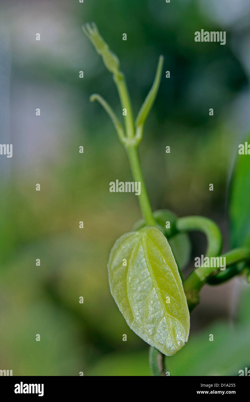 Leaf of Purple Allamanda, Allamanda blanchetii, Pune, Maharashtra ...
