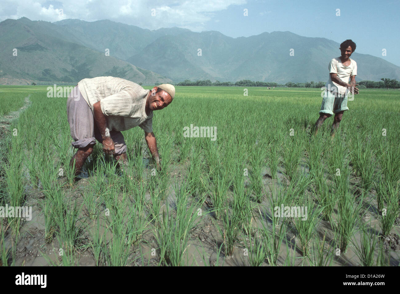 Rice fields kashmir hi-res stock photography and images - Alamy