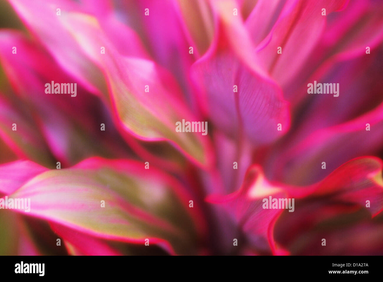 Red ti leaf hi-res stock photography and images - Alamy