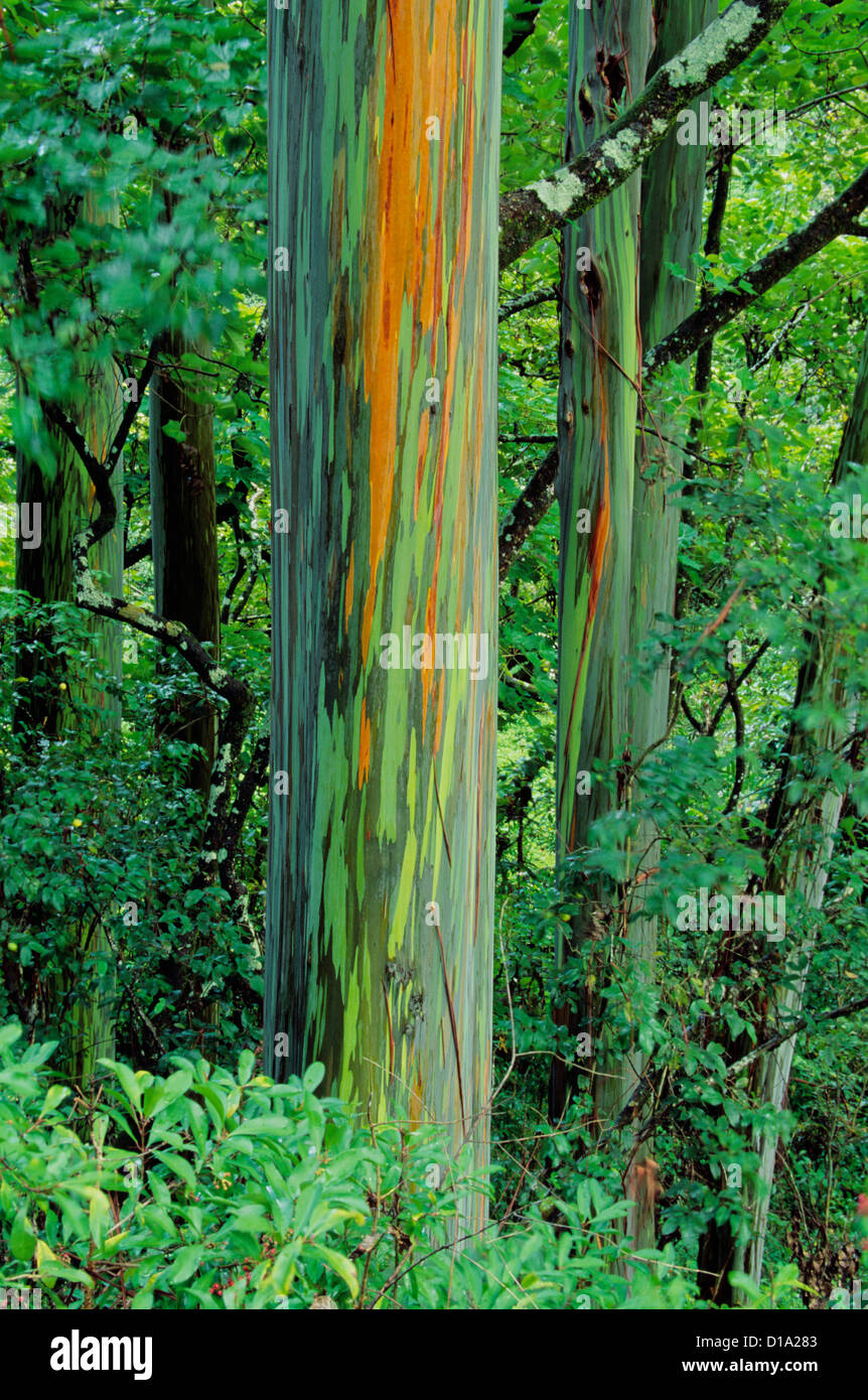 Hawaii, Maui, Hana, Rainbow Eucalyptus Tree Trunk Stock Photo - Alamy