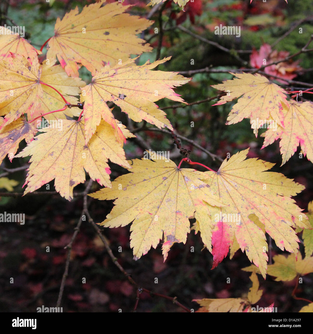 Acer japonicum ( Full Moon Maple Stock Photo - Alamy