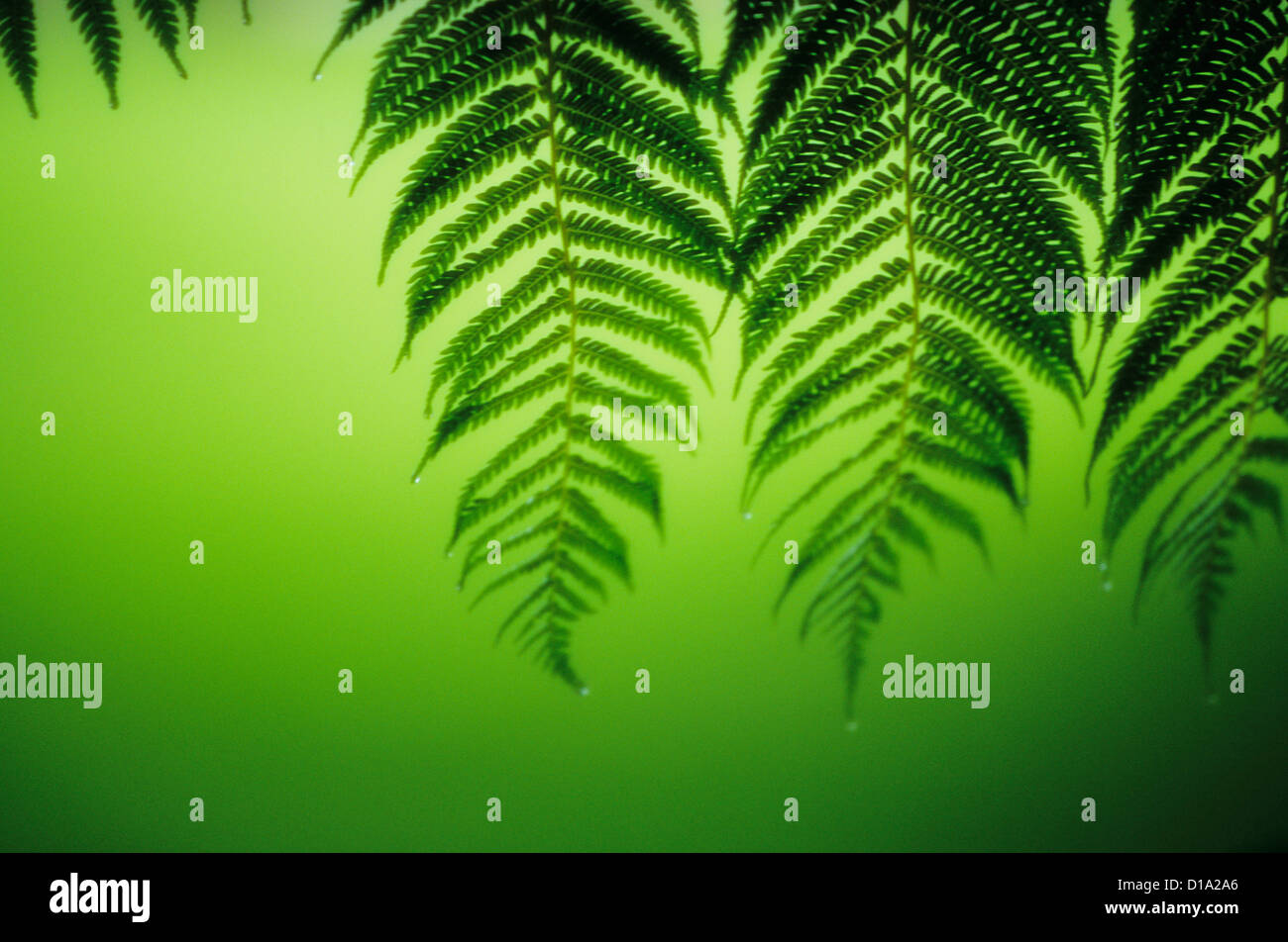 Hawaii, Lanai, Tree Ferns On Green Background Stock Photo - Alamy