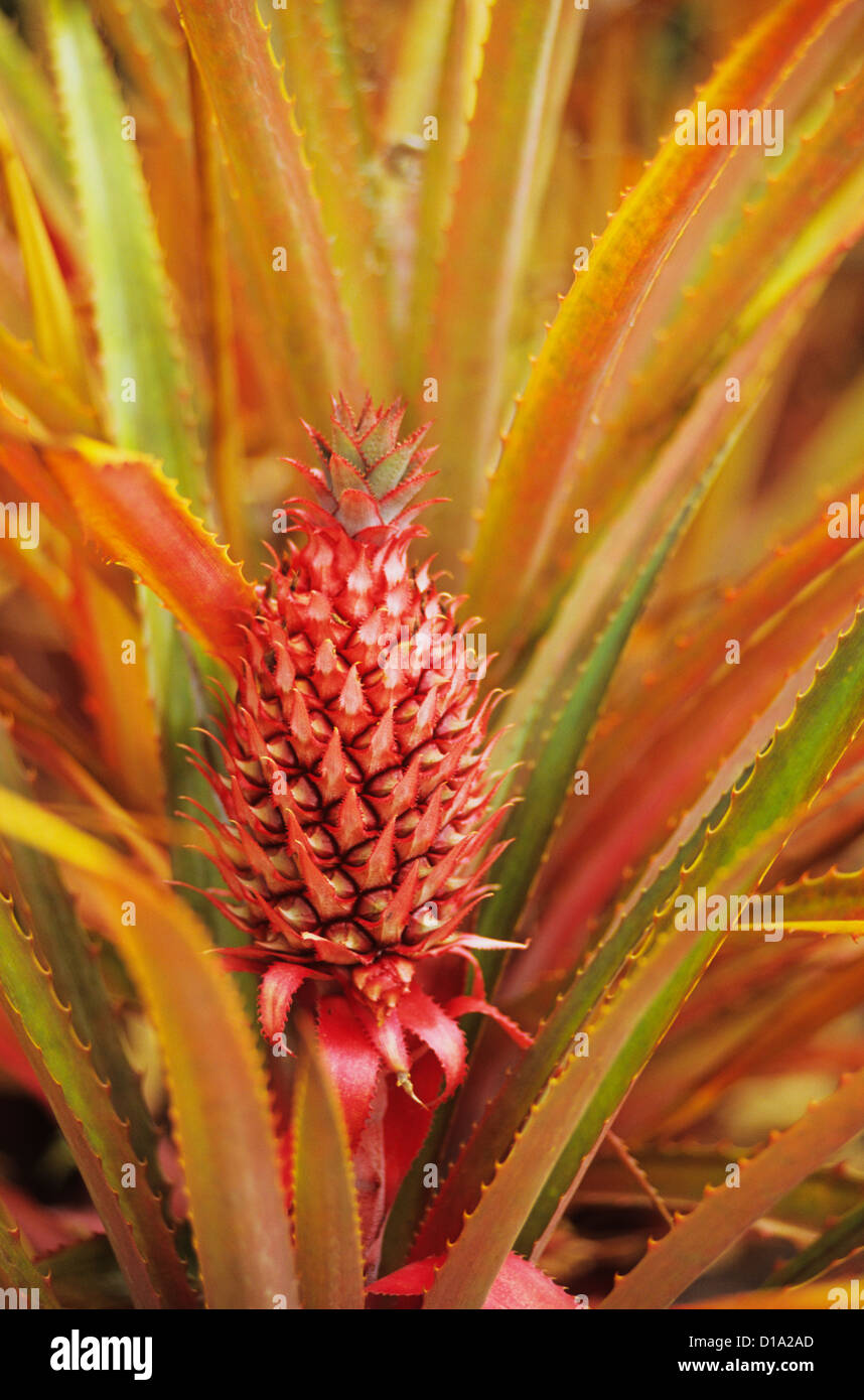 Developing pineapple hi-res stock photography and images - Alamy