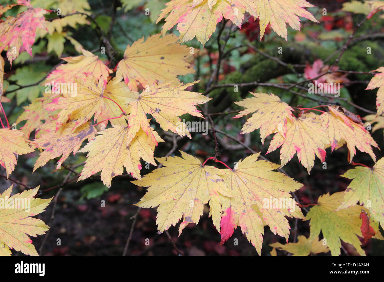 Acer japonicum ( Full Moon Maple Stock Photo - Alamy