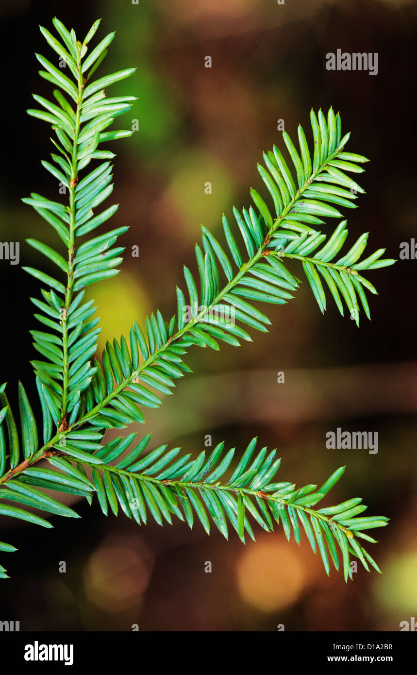 Pacific Yew Tree Leaves (Taxus Brevifolia) Source Of Cancer Fighting ...
