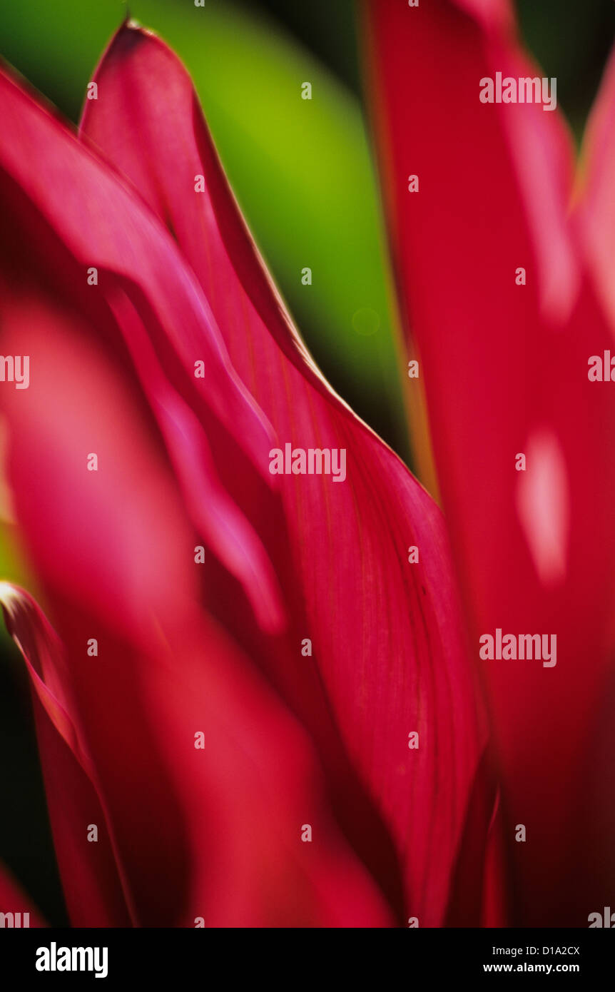 Dana bright hi-res stock photography and images - Alamy