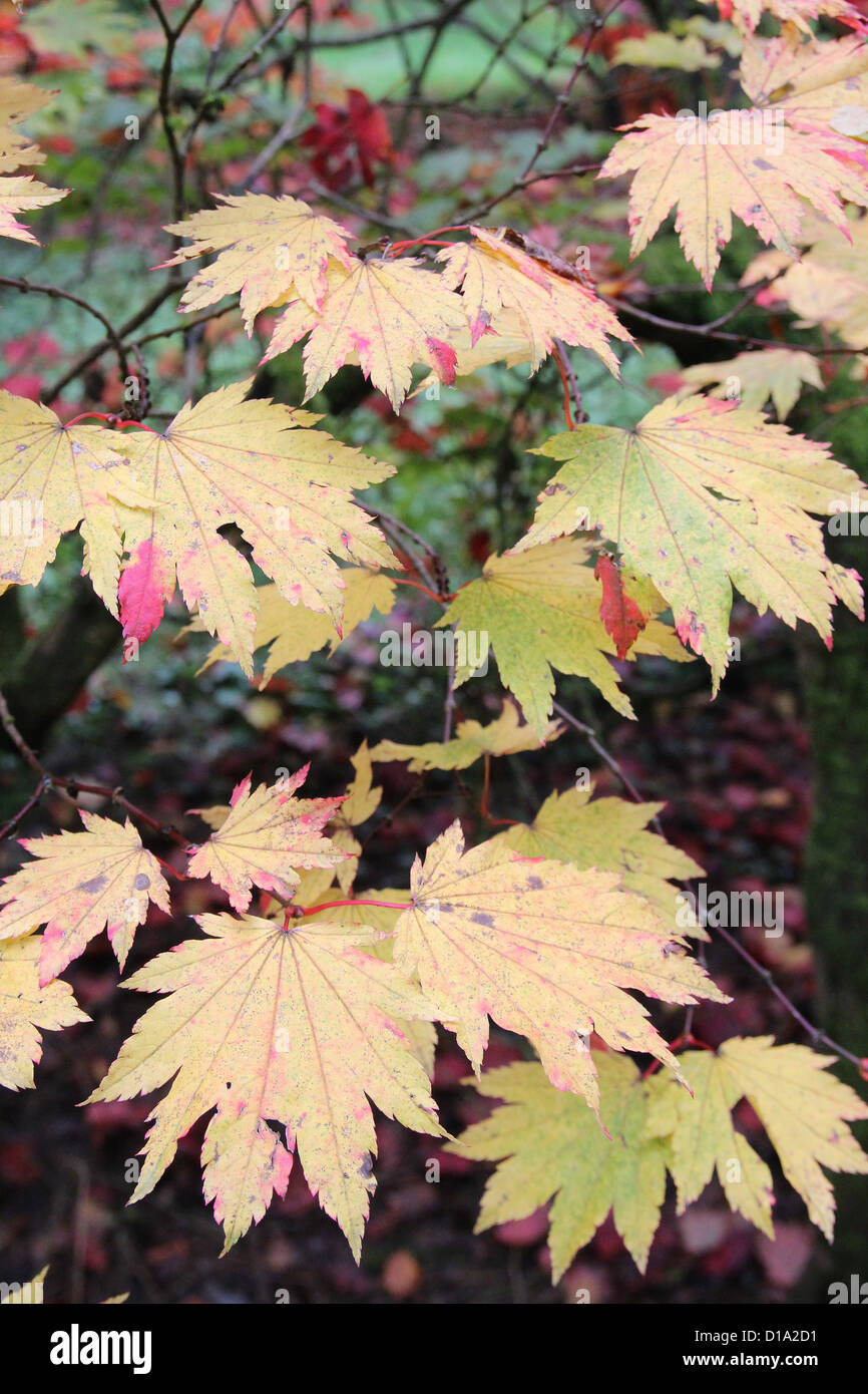 Full moon maples hi-res stock photography and images - Alamy