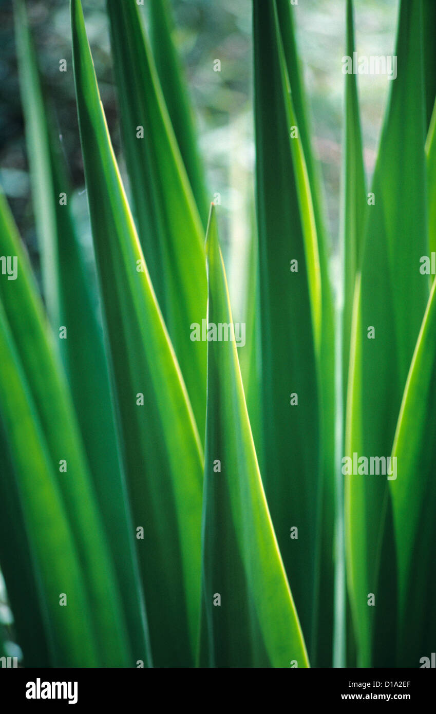 Hawaii, Lanai, Extreme Closeup Of Sisal Plant Leaves Stock Photo - Alamy