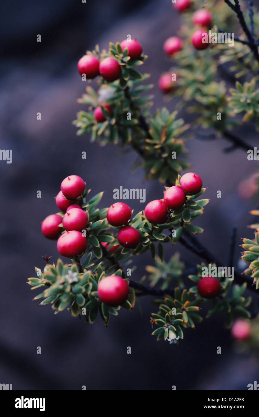 Tameiameiae hi-res stock photography and images - Alamy