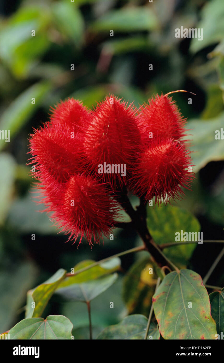 Hawaii, Big Island, Close-Up Of Lipstick Tree Pod (Bixa Orellana ...