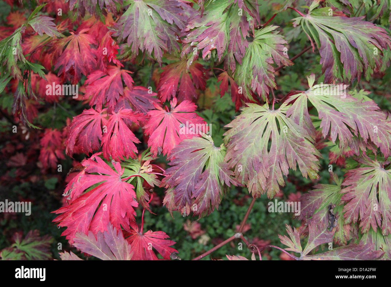 Acer japonicum 'Aconitifolium' ( Full-Moon Maple Cultivar Stock Photo ...