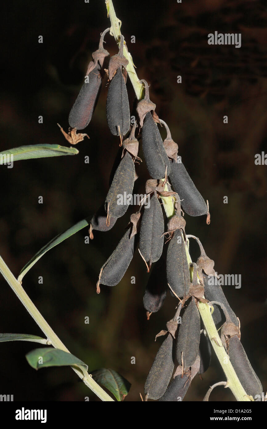 Pods of a plant that rattle Stock Photo - Alamy