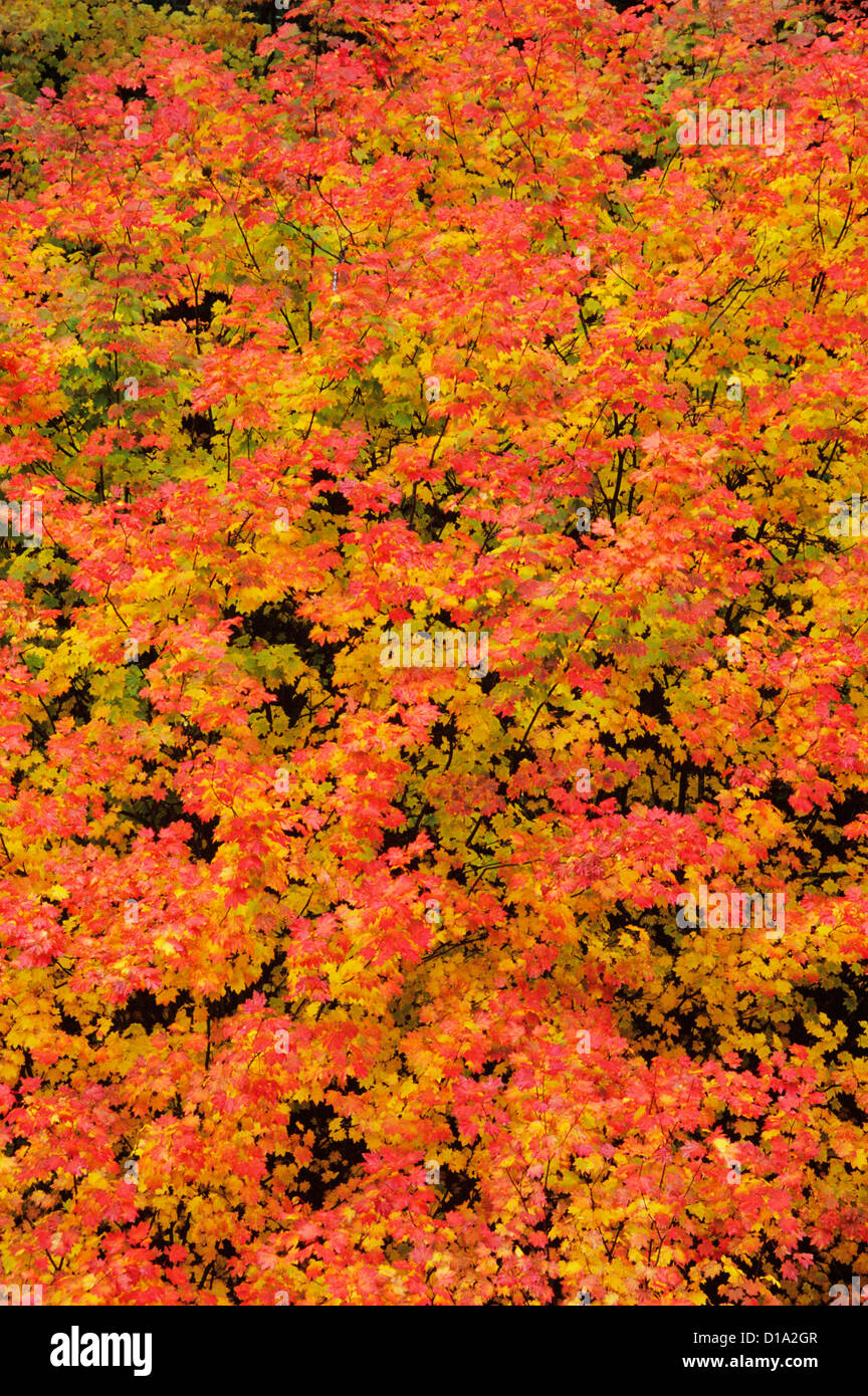 Oregon, Colorful Detail Of Vine Maple Tree Leaves In Autumn, Fall ...