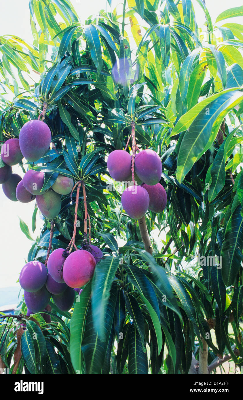 Mango tree hawaii hi-res stock photography and images - Alamy