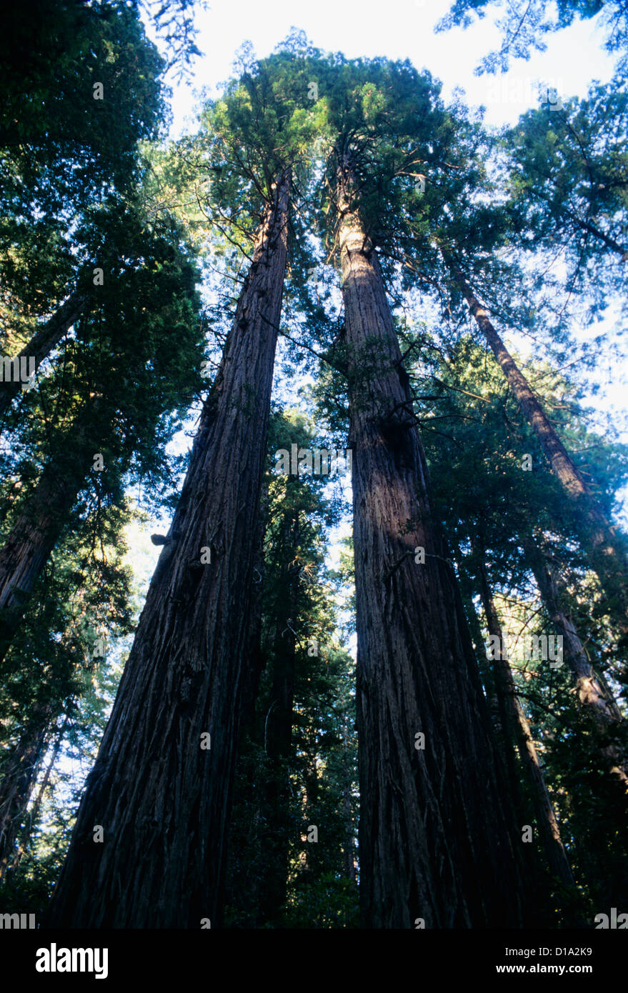 California, Giant Sequoia Tree National Park, View Of Trees From Below ...