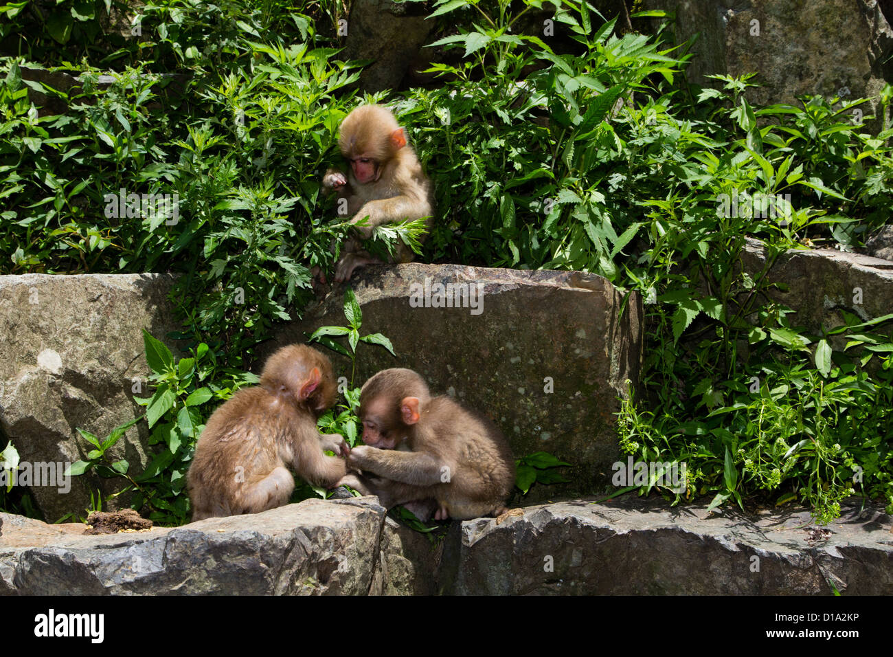 JIGOKUDANI, JAPAN Three young Japanese macaques (Macaca fuscata) play ...